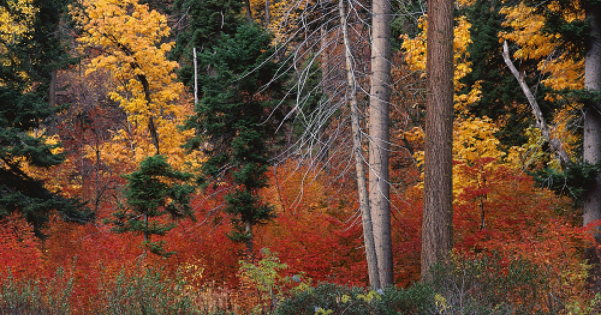 The First Follower | Loyola Press
