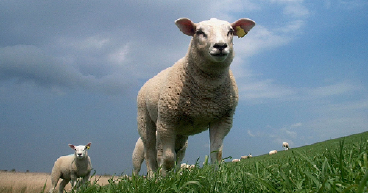 God Is Our Shepherd | Loyola Press